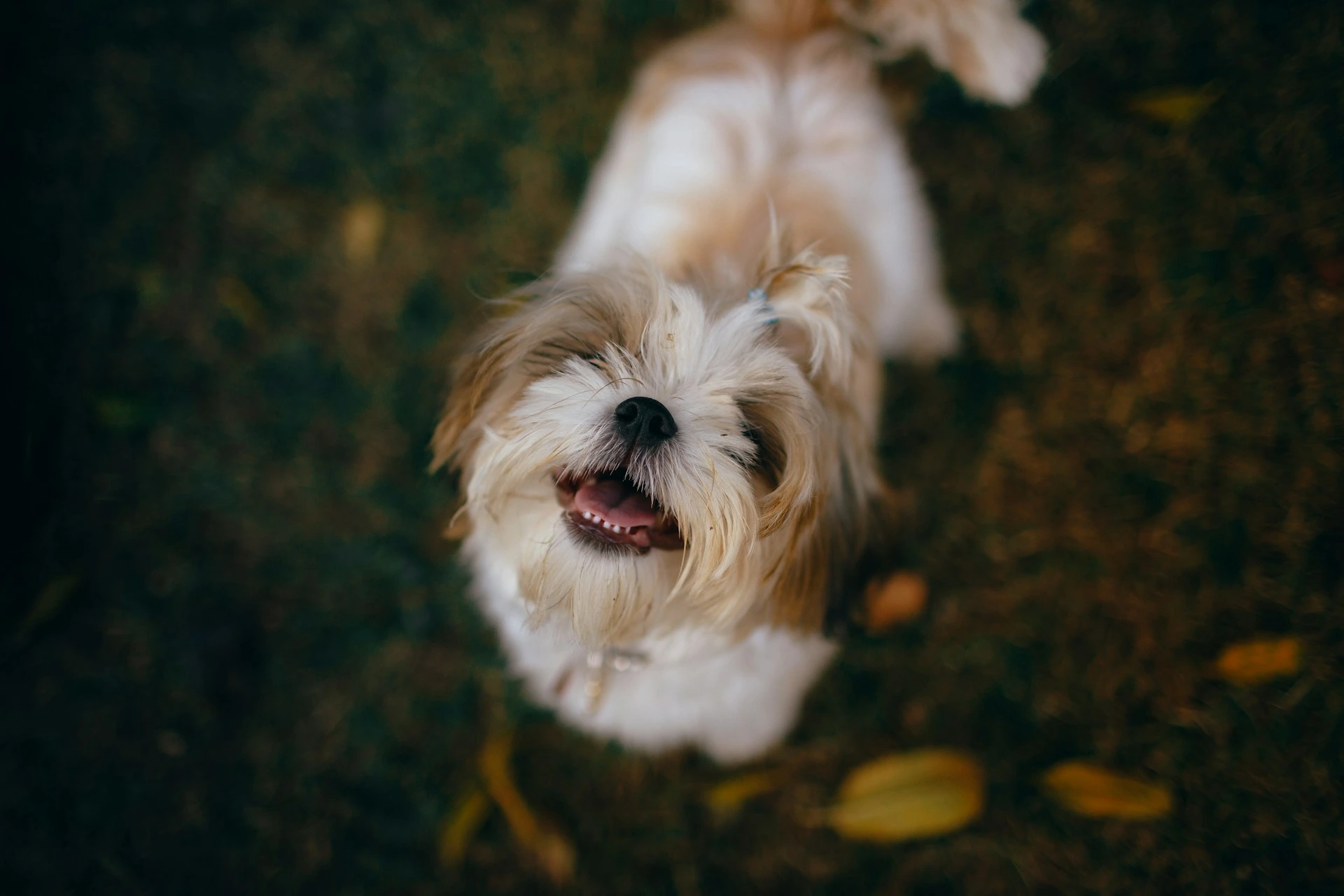 Small Dog Care Tips | Gause Boulevard Veterinary Hospital